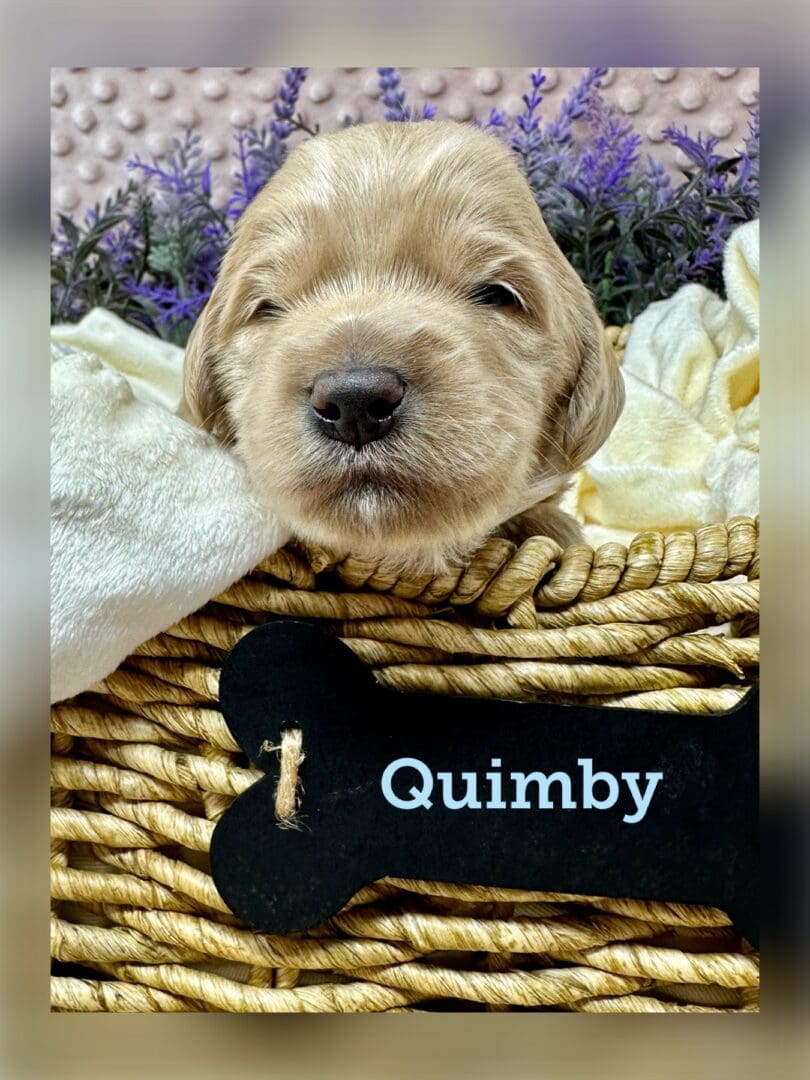 Labradoodle puppies available now. Cute and Cuddly.